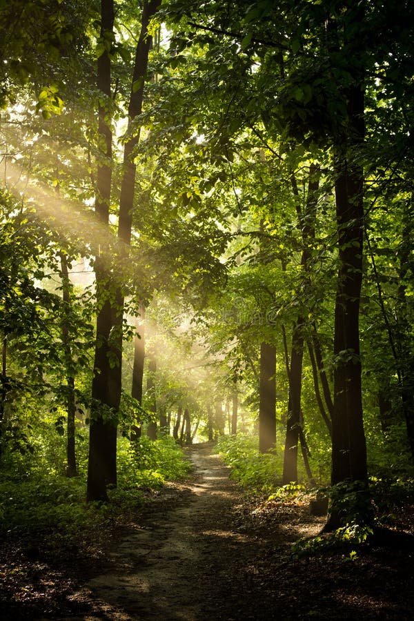 Sunny green forest stock image. Image of outdoor, daylight - 43980061