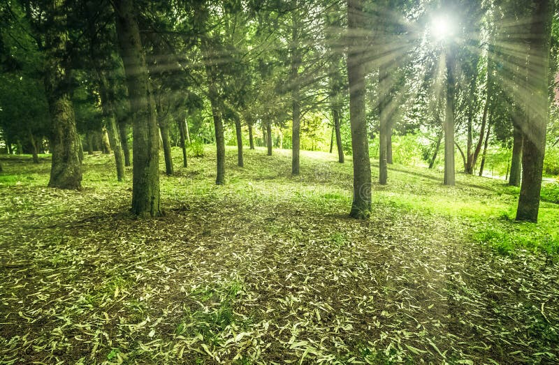 Sunny Green Forest with Trees Ray Light Early in the Morning Stock ...