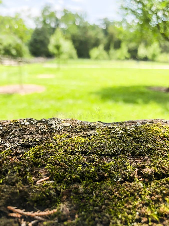 Sunny Green Outdoor Park with Tree Stump Stock Photo - Image of moss ...