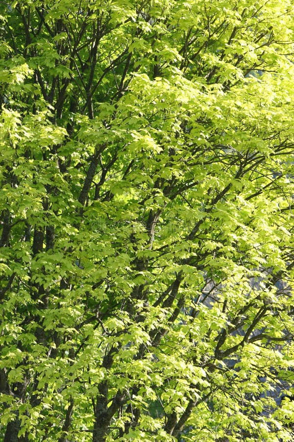 Sunny Green Tree Leaves in Spring Stock Photo - Image of forest, leaves ...