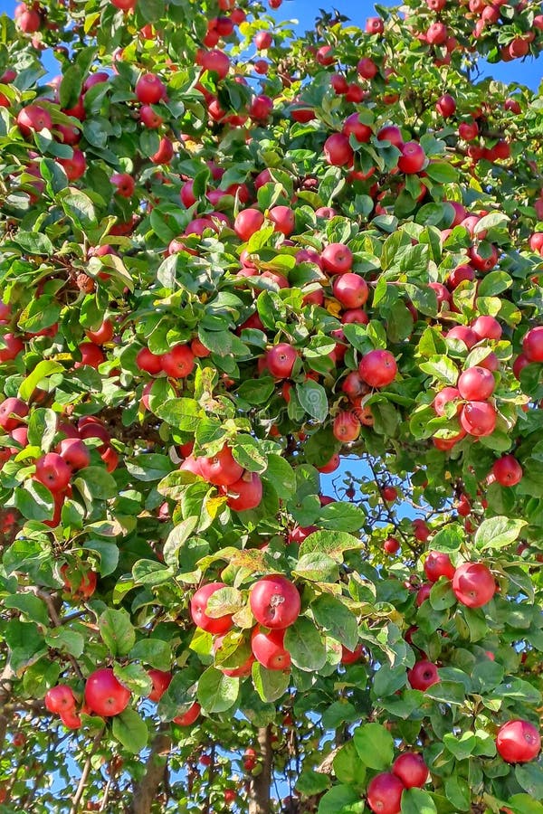 Growing Red Apples in the Tree in the Garden Stock Image - Image of ...