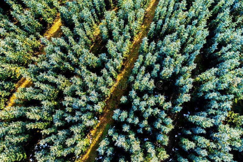 A Sunny and Healthy Needle Forest Stock Photo - Image of needle ...