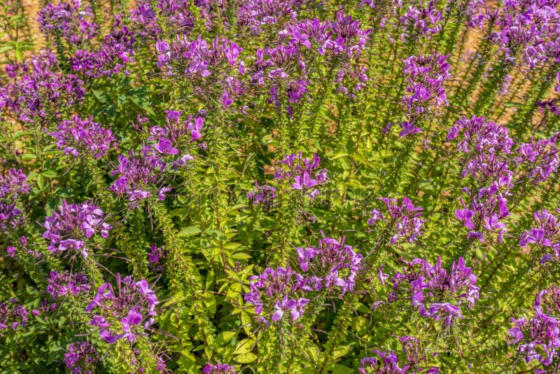 Spider flowers stock photo. Image of queen, flower, inflorescence ...