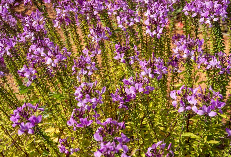 Spider flowers stock photo. Image of cleome, closeup - 256652622