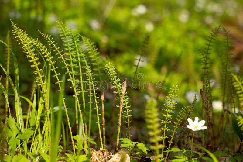 Sunny Illuminated Forest Scenery with Dense Ground Stock Photo - Image ...