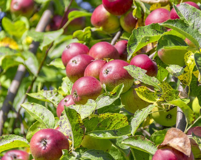 Red apples on tree stock photo. Image of agriculture - 103189634