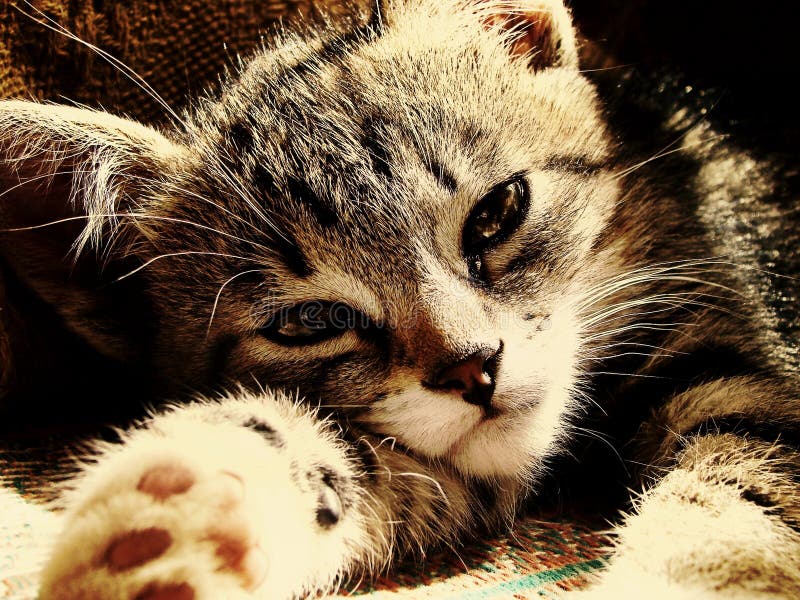 Sunny kitten stock photo. Image of kitten, little, rays - 80150428