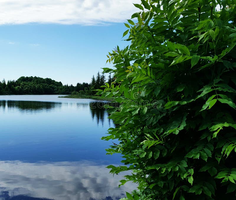 Sunny lake stock image. Image of water, spruce, clouds - 90286993