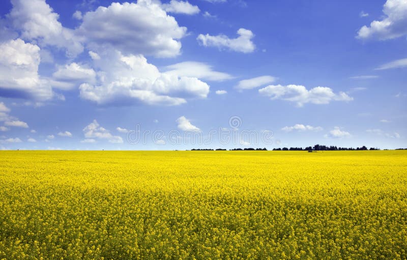 Sunny landscape stock photo. Image of beautiful, landscape - 9798760