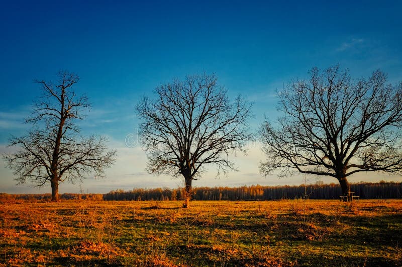 A Sunny Landscape Featuring Large, Bare Trees Stock Photo - Image of ...