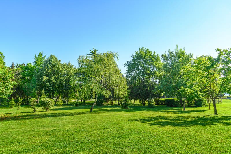 Sunny Landscape of Green Lawn and Trees in Summer Park Stock Photo ...