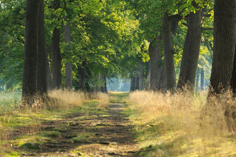 Sunny lane of tree s stock photo. Image of countryside - 44141916