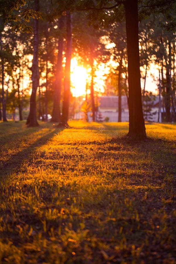 Sunny Lawn in the Park. Blurry Orange Sunset in the Background Stock ...