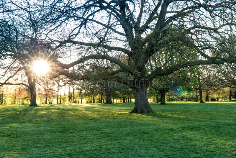 Sunny light in the park stock photo. Image of landscapes - 37621856