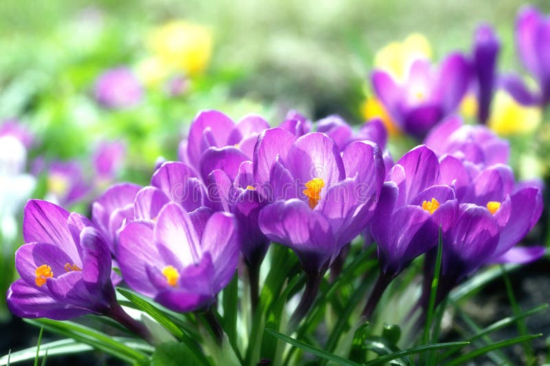 Sunny lilac crocuses stock image. Image of macro, lilac - 14158705