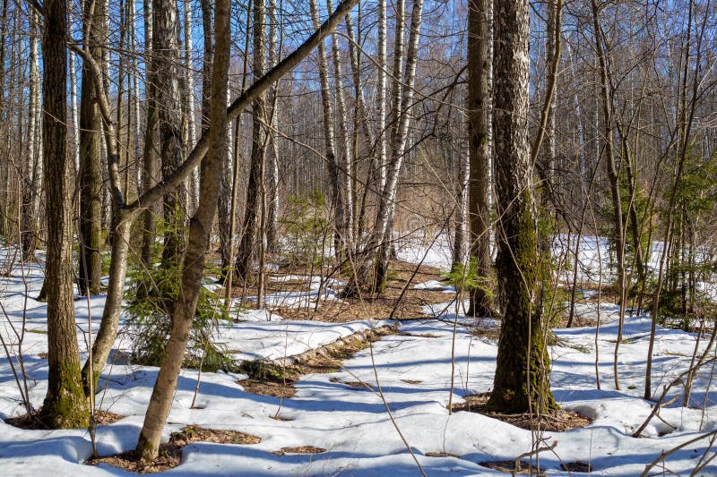 Sunny March Day in Forest. Bare Trees and Melting Snow Stock Image ...