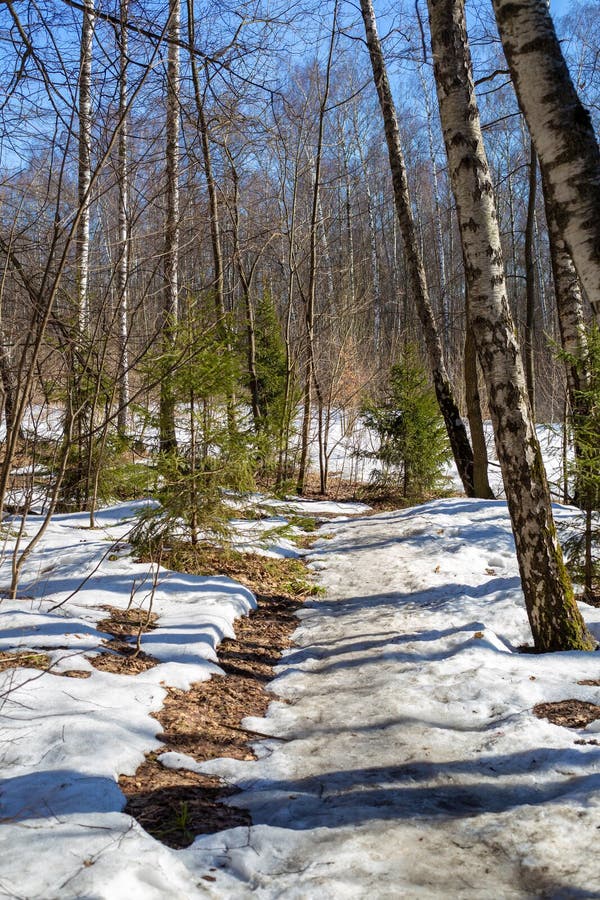 Sunny March Day in Forest. Bare Trees and Thawed Ground Stock Image ...