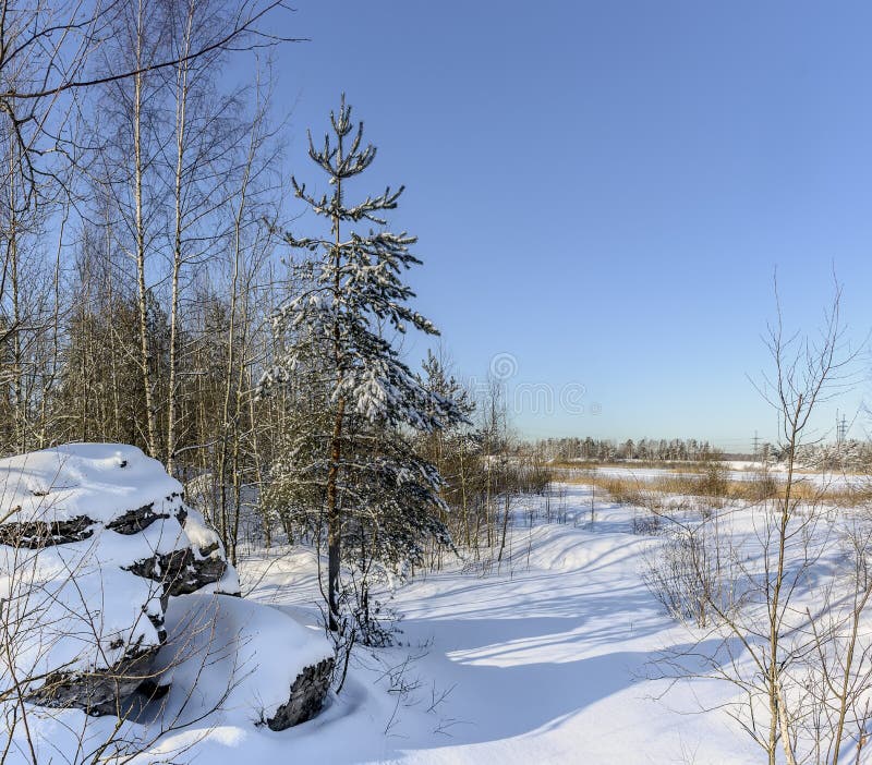 Sunny March Day in the Pine Forest of the Leningrad Region Stock Image ...