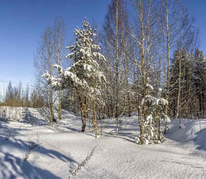 Sunny March Day in the Pine Forest of the Leningrad Region Stock Photo ...