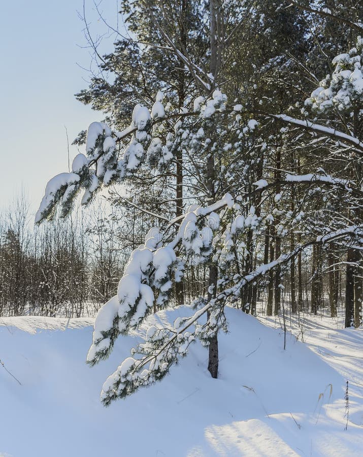 Sunny March Day in the Pine Forest of the Leningrad Region Stock Image ...