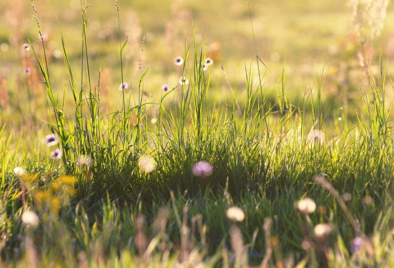 Sunny meadow stock image. Image of mead, flowers, poland - 21665675