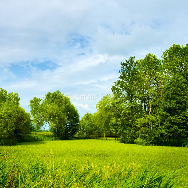 Sunny Meadow stock image. Image of forest, grass, beautiful - 23795745 Sunny Meadow stock image. Image of forest, grass, beautiful - 23795745
