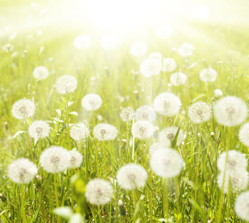 Sunny Meadow with Dandelions Stock Image - Image of meadow, spring ...