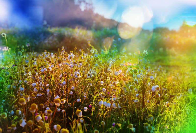 Sunny meadow stock image. Image of rural, floral, flores - 67327033