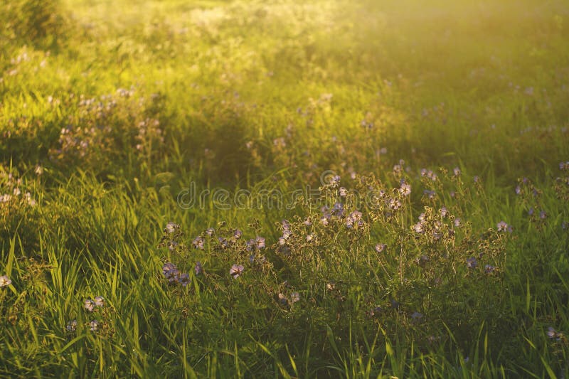 Sunny meadow stock image. Image of meadow, light, landscape - 97615531