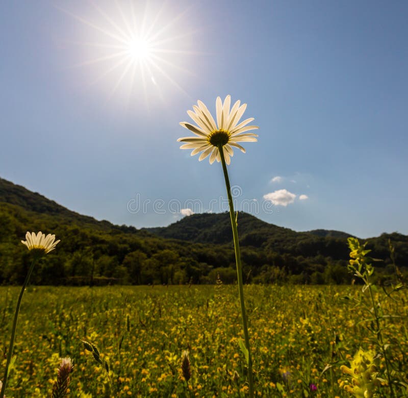 Sunny Meadow in in the Mountains in Spring Stock Image - Image of ...