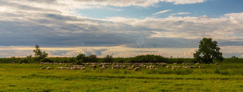 Sunny Meadow in in the Mountains in Spring, and Flock of Sheep Stock ...