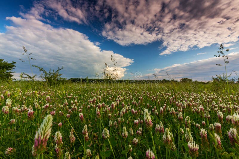 Sunny Meadow in in the Mountains in Spring Stock Photo - Image of misty ...