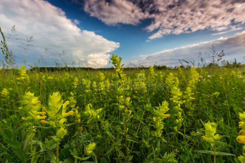 Sunny Meadow in in the Mountains in Spring Stock Image - Image of ...