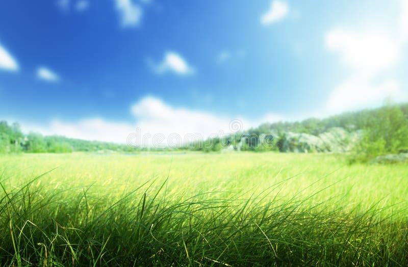 Sunny morning and field stock photo. Image of farm, country - 86591672