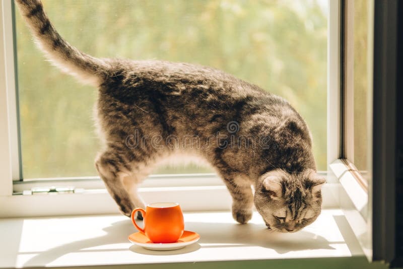 Sunny Morning, Fluffy Cat Walks on the Windowsill, One Small Orange ...