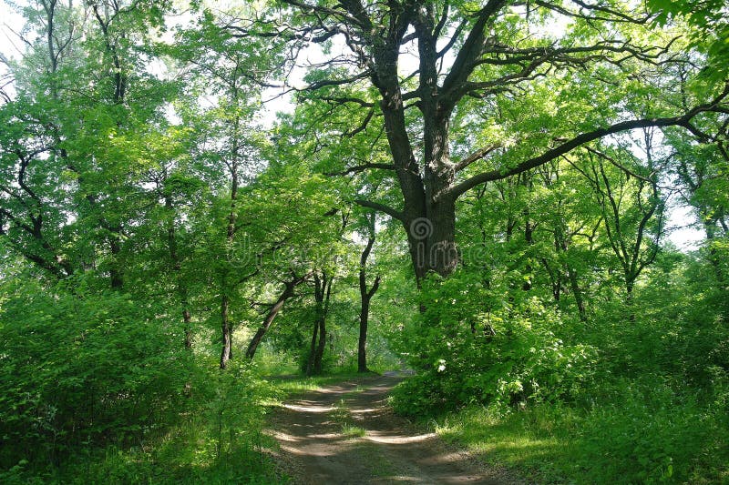 Sunny Morning in a Forest Glade Stock Photo - Image of rural, light ...