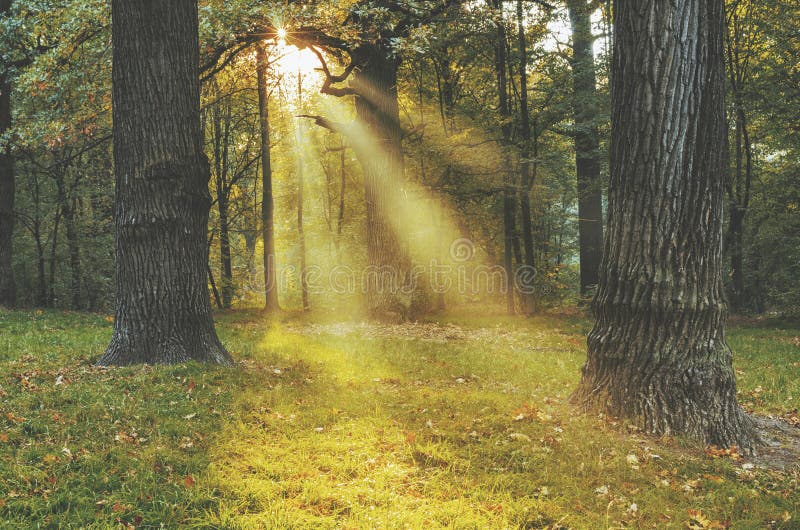 Sunny Morning in the Forest Stock Photo - Image of beauty, natural ...