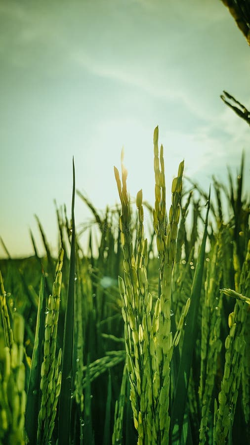 Sunny Morning while Looking at the Beautiful Rice Plants?? Stock Photo ...