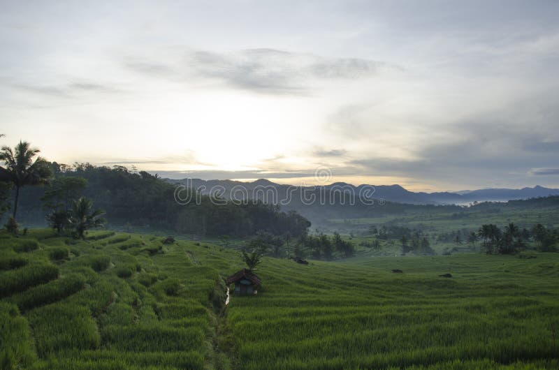 Sunny Morning in the Paddies Stock Photo - Image of paddy, mist: 85821818
