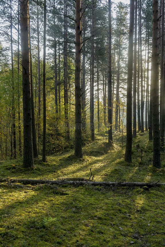 Sunny Morning in a Pine Forest Stock Photo - Image of beauty, walk ...