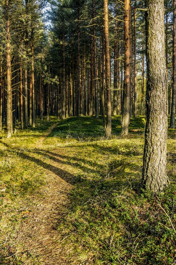 Sunny Morning in a Pine Forest Stock Image - Image of plant, walk ...