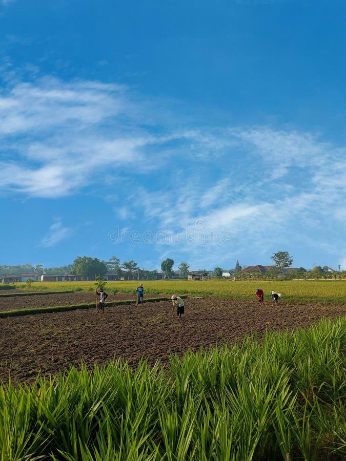 Two People are Planting Seeds in a Field Stock Image - Image of grow ...