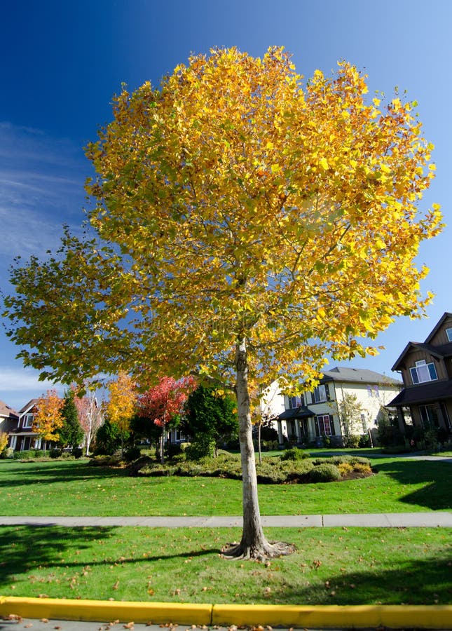 Sunny Morning in Seattle Suburb during Fall Season Stock Photo - Image ...