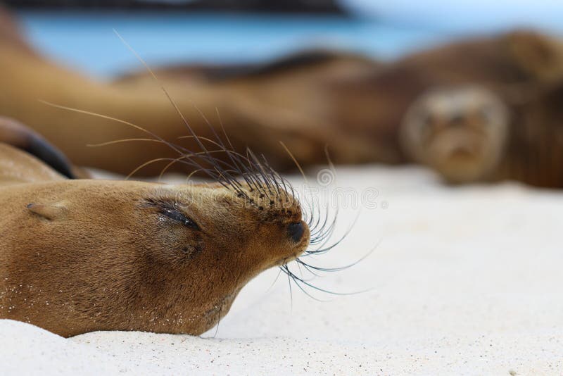 Sunny Nap stock image. Image of galapagos, beach, beaches - 37889283