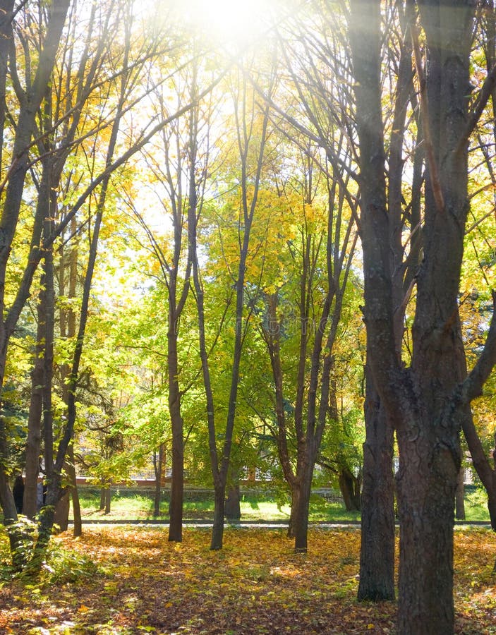 Sunny nature parks stock image. Image of ground, cron - 39768517