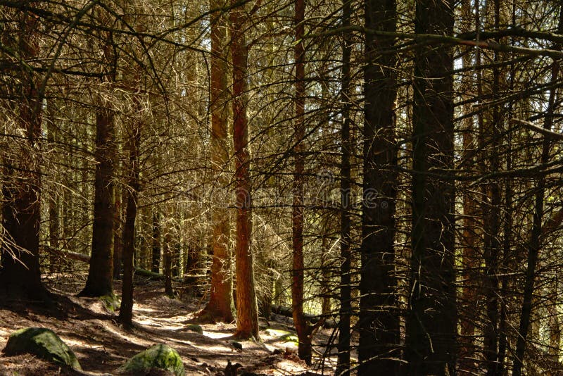 Norway Spruce Forest Panorama Stock Image - Image of spring, bark: 91890743