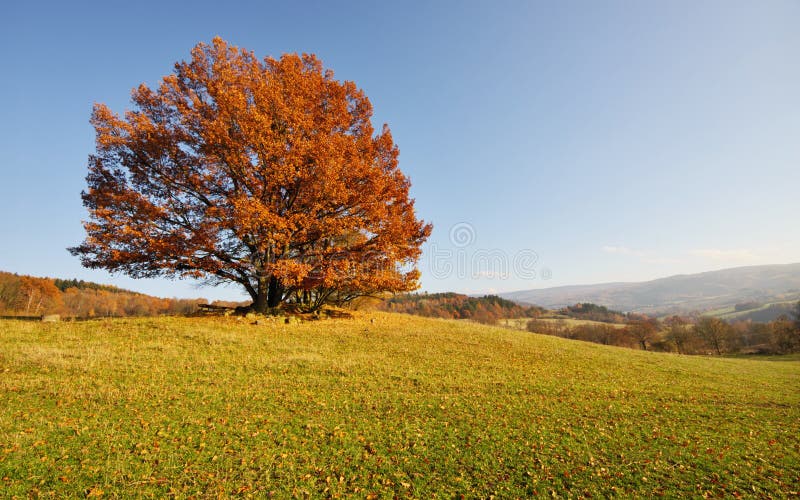 Sunny November stock image. Image of isolated, meadows - 134052271