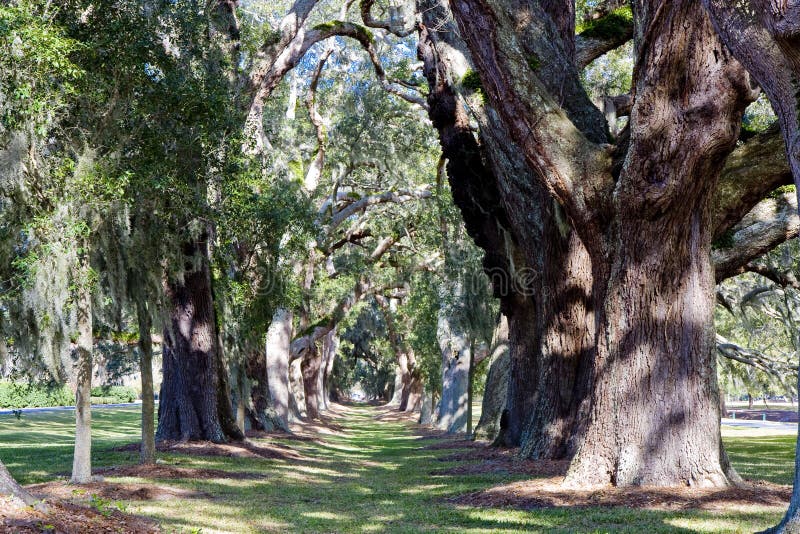 Sunny Oak Trees in a Row stock photo. Image of woodlands - 9075634