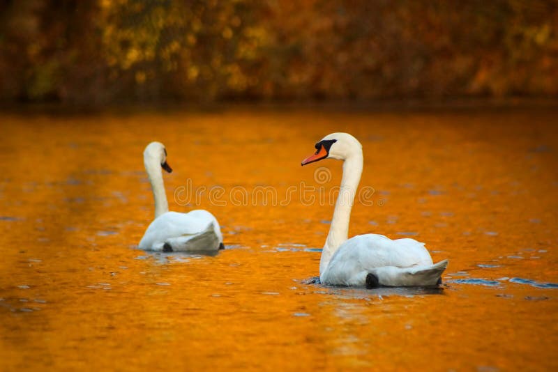 Autumn swans at the river stock image. Image of rustic - 160637807