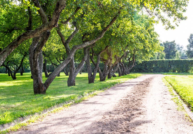 Sunny Park Alley. Background, Nature. Stock Photo - Image of bench ...